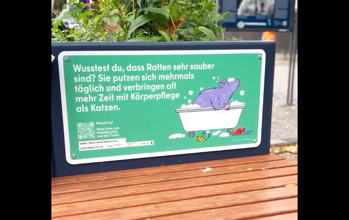 "Reinlicher als Haustiere": Berlin startet Imagekampagne für Ratten